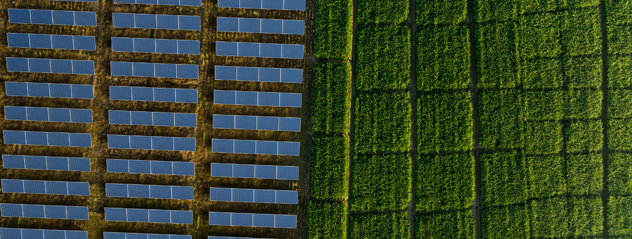 L'Agrivoltaico arriva anche in Valdichiana: ma chi ci guadagna davvero ...